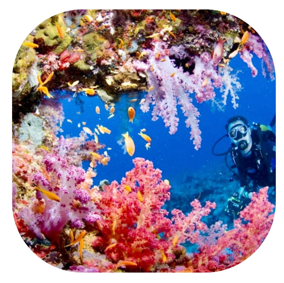 Immerse Yourself in the Underwater Treasures within the Tubbataha Reefs ...